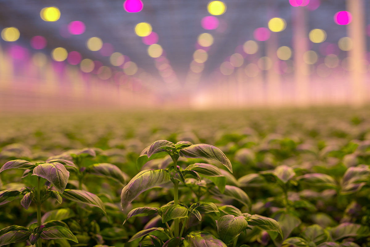 Oreon | Greenhouse LED grow lights