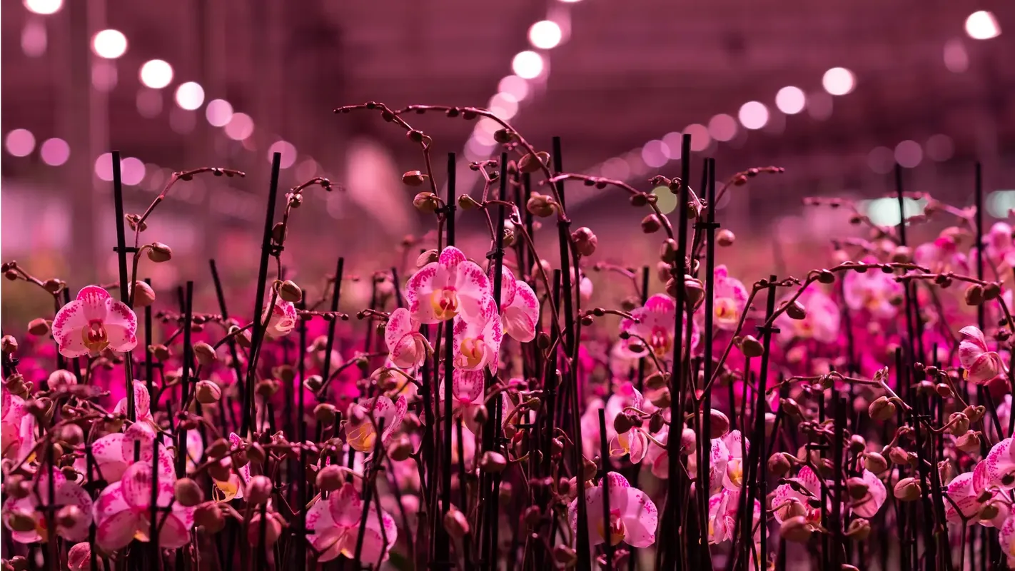 Oreon | Greenhouse LED grow lights