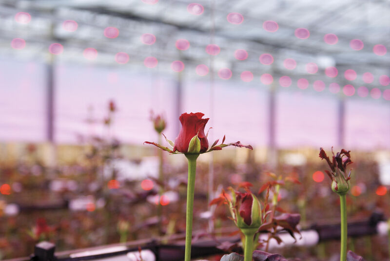 LED Grow Lights for Floriculture | Oreon