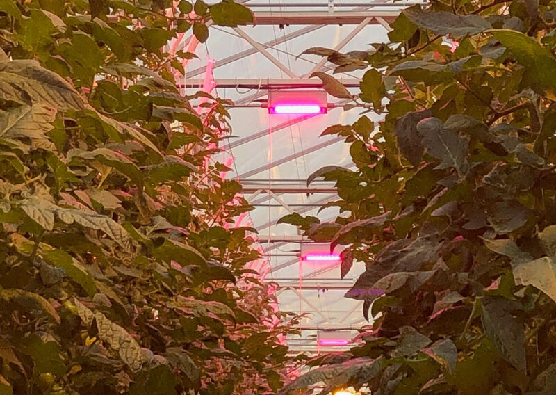 LED Grow Lights for High-Wire Crops | Oreon