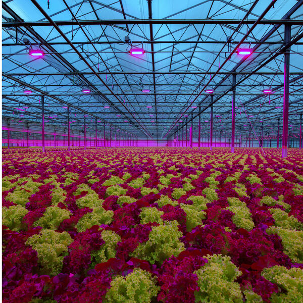 Meer weten over Oreon's LED grow lights?